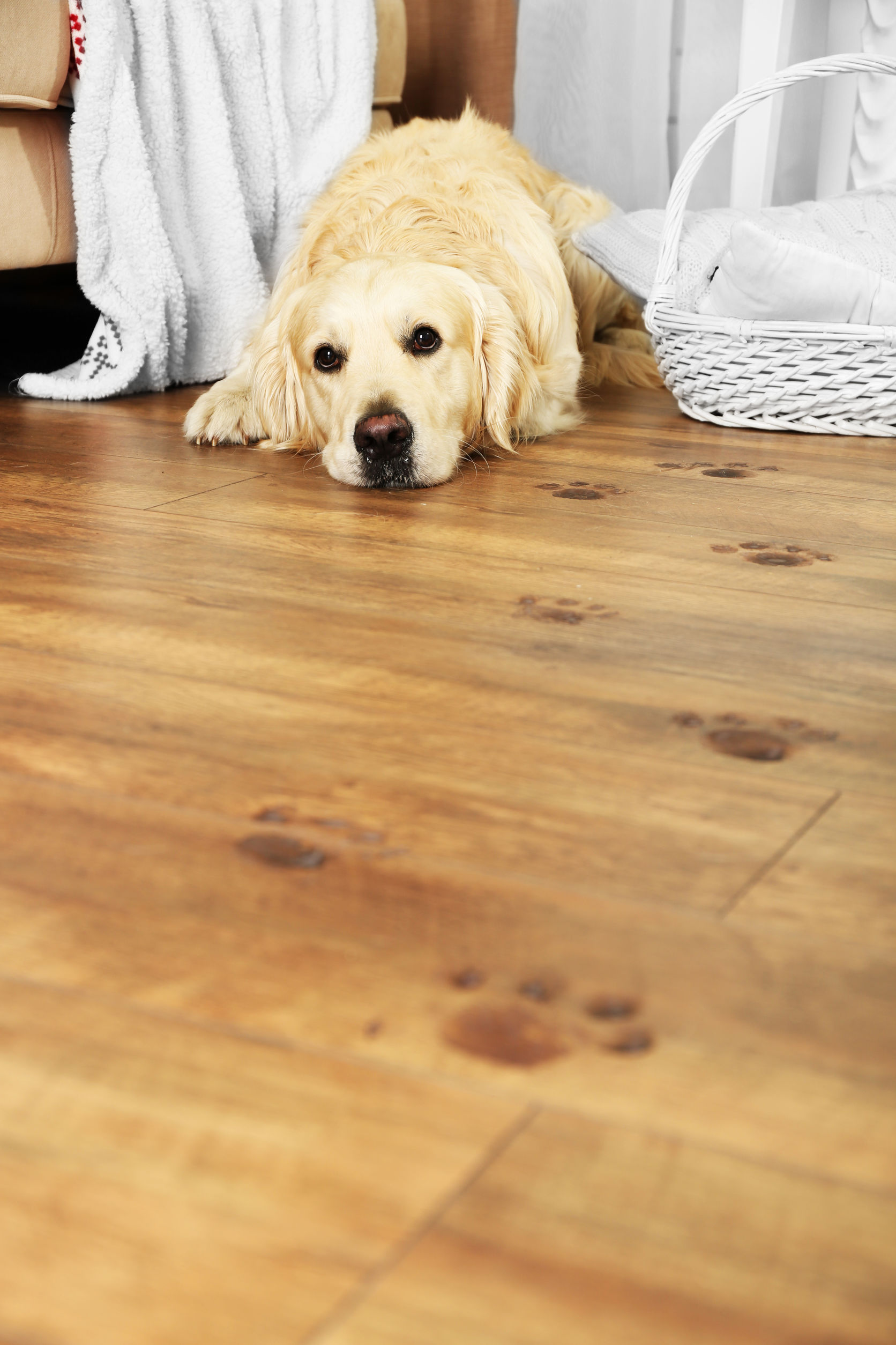 Muddy Dog Prints are a Snap for Maid 2 Glimmer - Maid2Glimmer